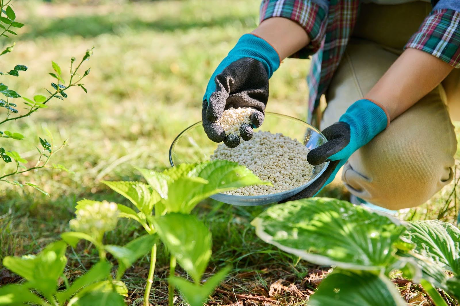 Fertilizer Service | Lawn Renovation | MW Lawn & Landscape